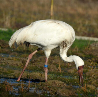 The story of the last surviving wild Siberian Crane (Omid) and Roya ...