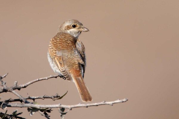Cyprus Bird Camp, October 2023 – Ornithological Society Of The Middle ...