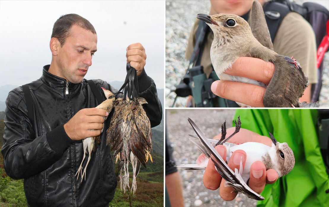 The Chorokhi Delta: A deathly trap for migratory birds along the ...