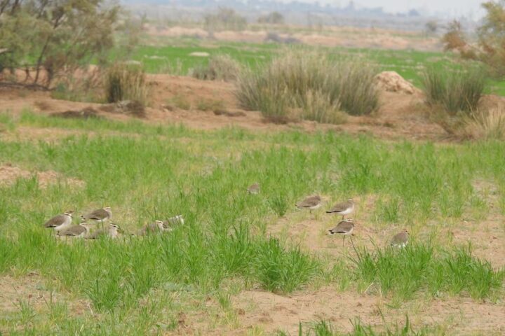 A unique and vital achievement about Sociable Lapwings migration to ...